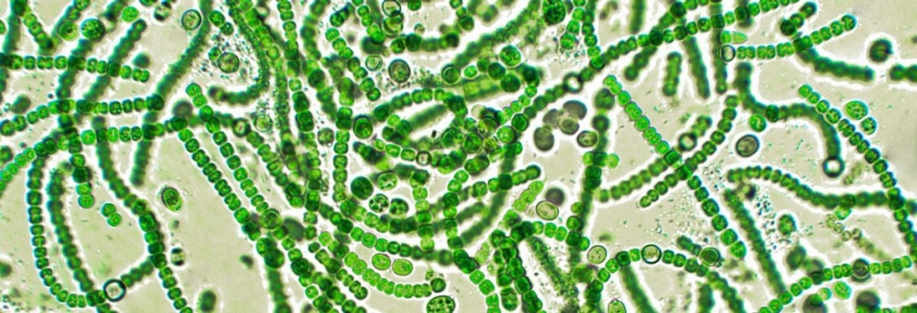 cyanobacteria cell under microscope