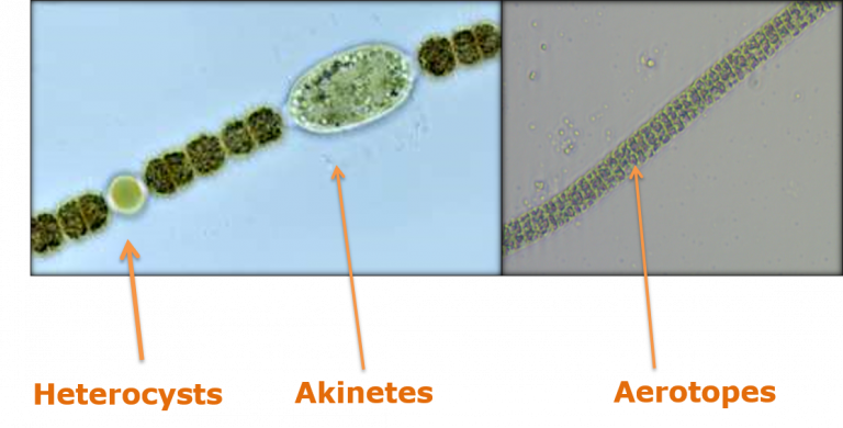 cyanobacteria binomial name