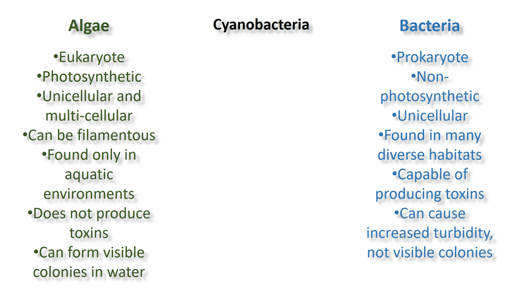 algae bacteria name