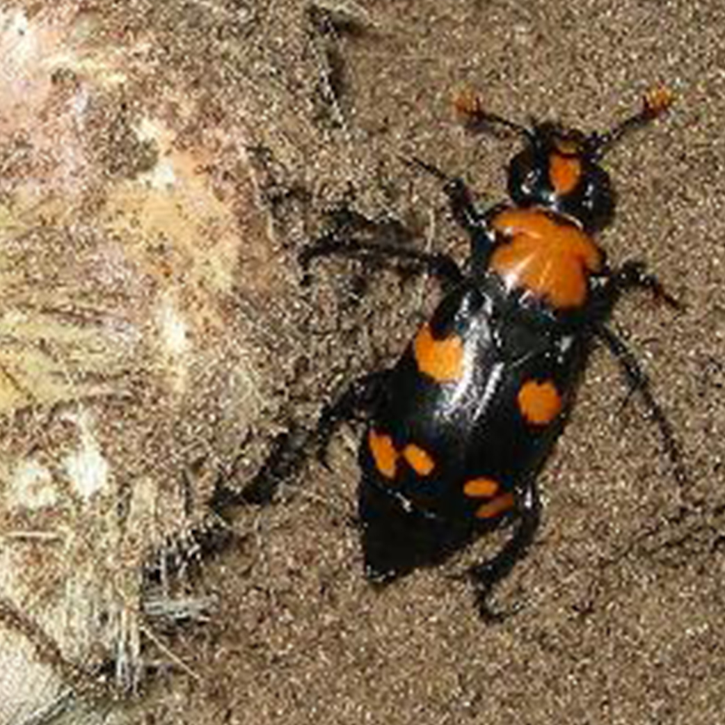 American Burying Beetle