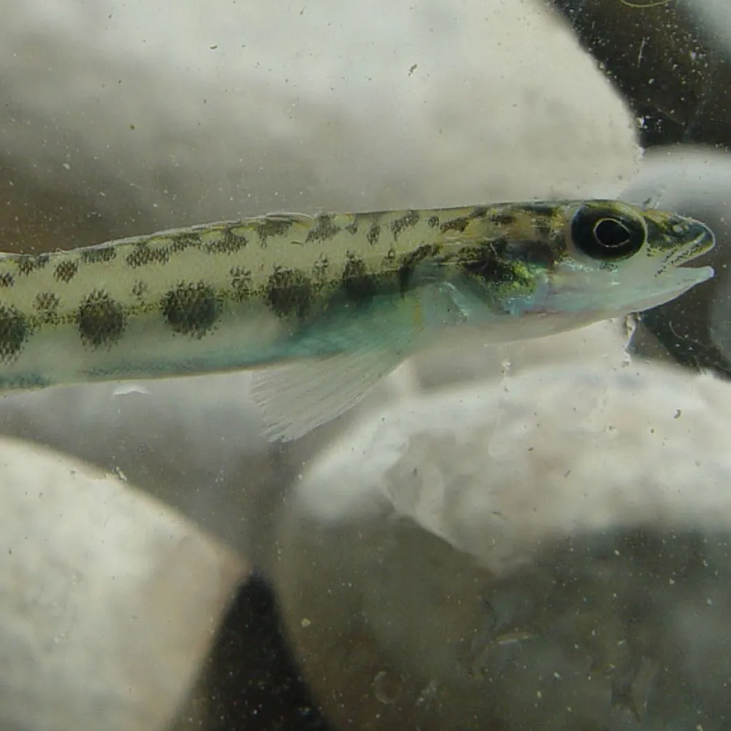 Leopard Darter