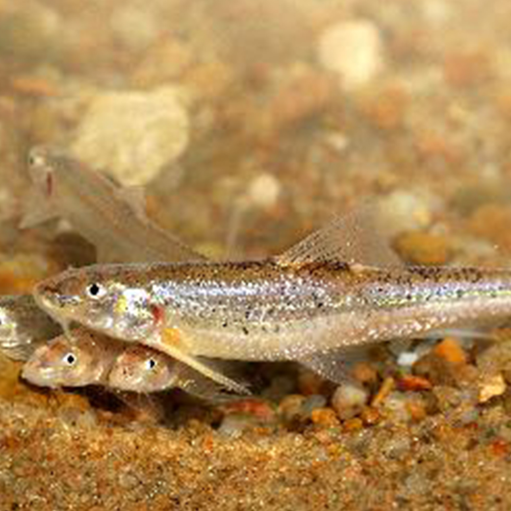 Peppered Chub