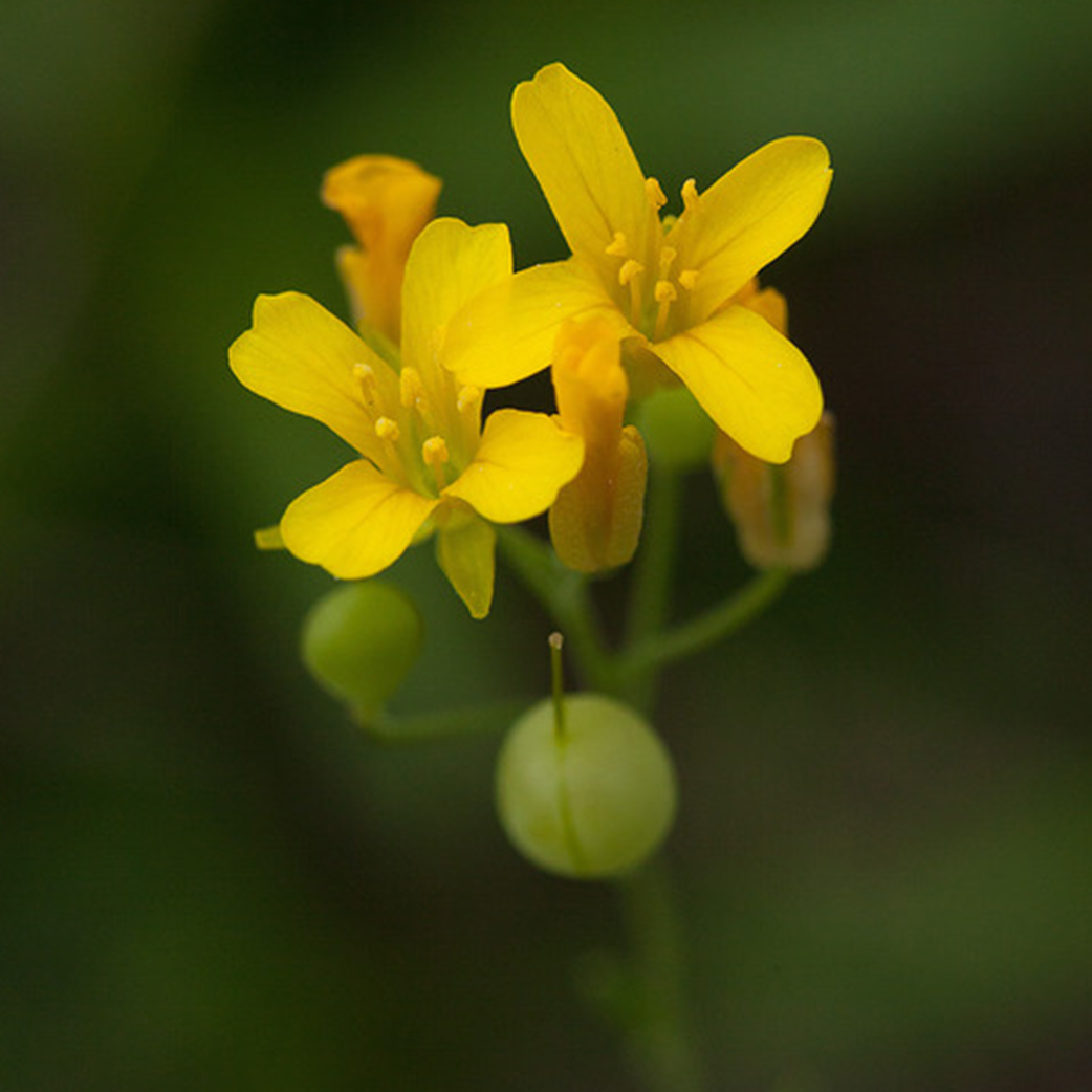 Photos of the Missouri Bladderpod
